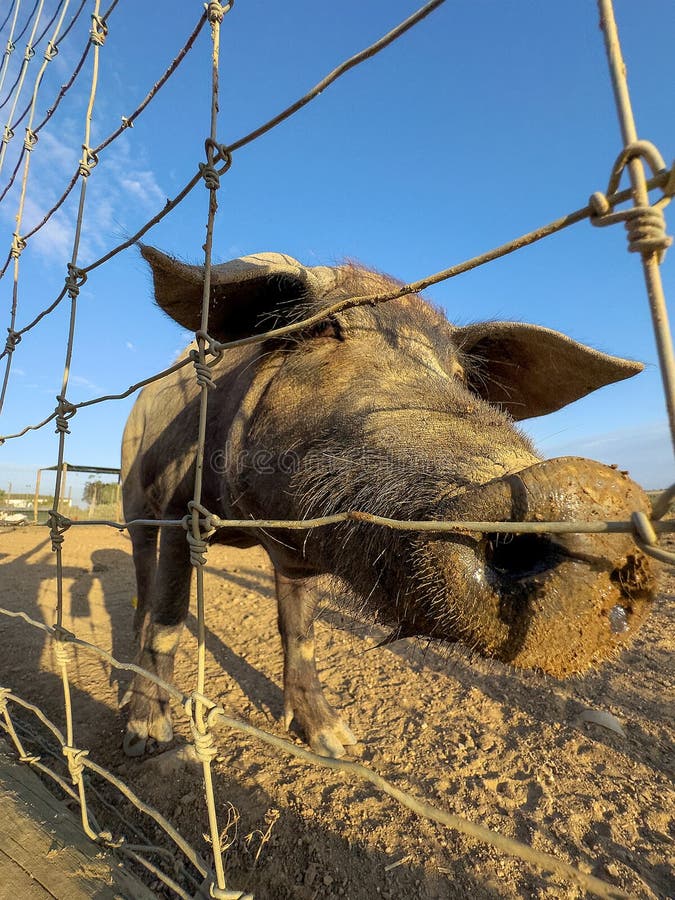 Close-up of Pig Seen from Below Stock Image - Image of country, barn ...