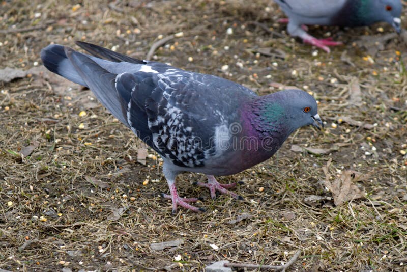 Close-up of a Pigeon on the Ground Stock Photo - Image of pigeons ...