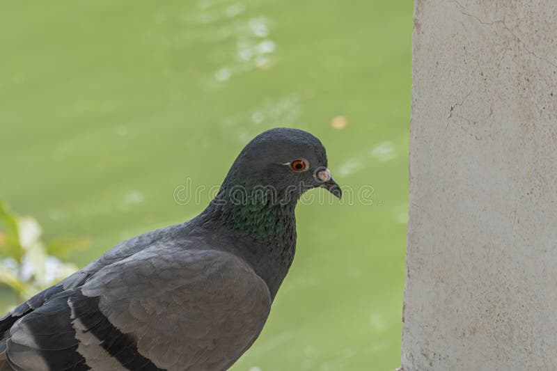 Close Up of a Pigeon Head, Details of the Bird Stock Image - Image of ...