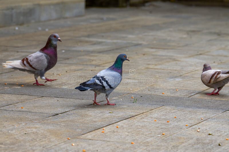 Close-up of Pigeons Playing on the Square Stock Image - Image of ...