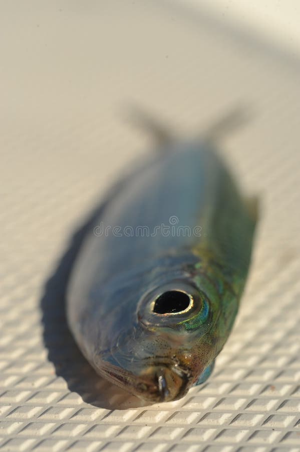 664 Pilchard Fishing Photos - Free & Royalty-Free Stock Photos from ...