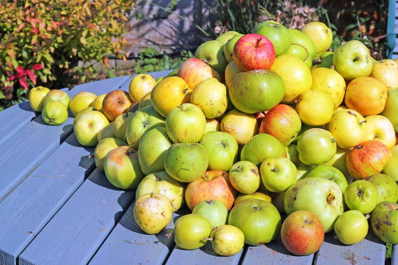 Close Up of a Pile of Apples on a Table Top. Stock Image - Image of ...