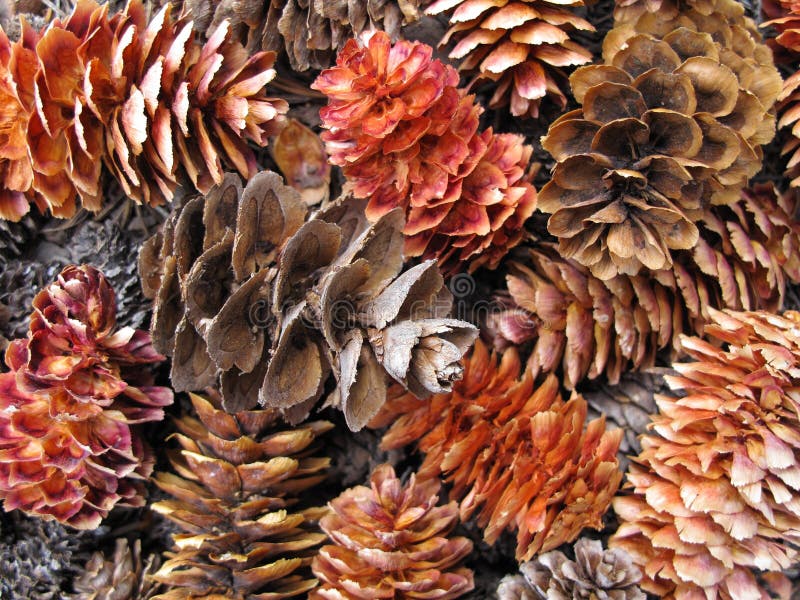 Close-up Pile of Colorful Pine Cones Background Stock Image - Image of ...