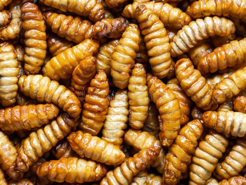 Close Up of a Pile of Crispy Fried Silk Worm in Market Stock Image ...