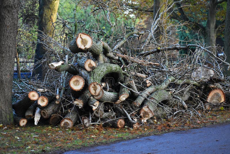 Pile of Cut Down Tree Branches. Stock Photo - Image of laid, large ...