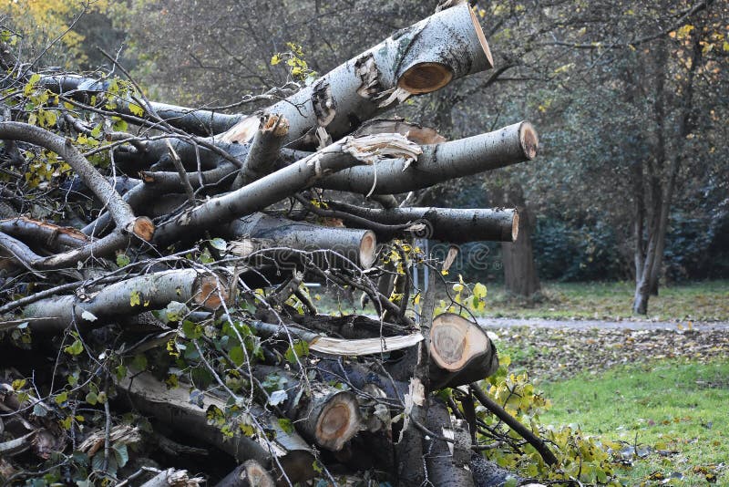 Close Up of a Pile of Cut Down Tree Branches. Stock Photo - Image of ...