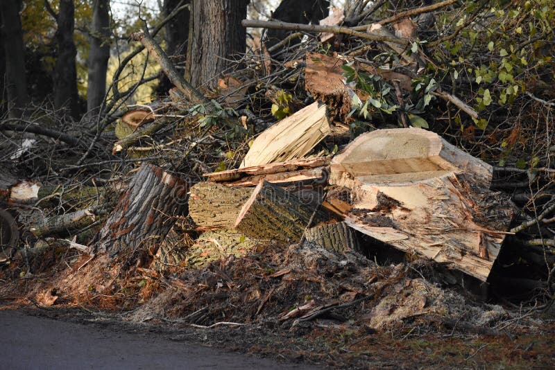 Close Up of a Pile of Cut Down Tree Branches. Stock Image - Image of ...