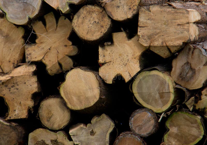 Close-up of a Pile of Different Shaped Cut Logs Stock Photo - Image of ...