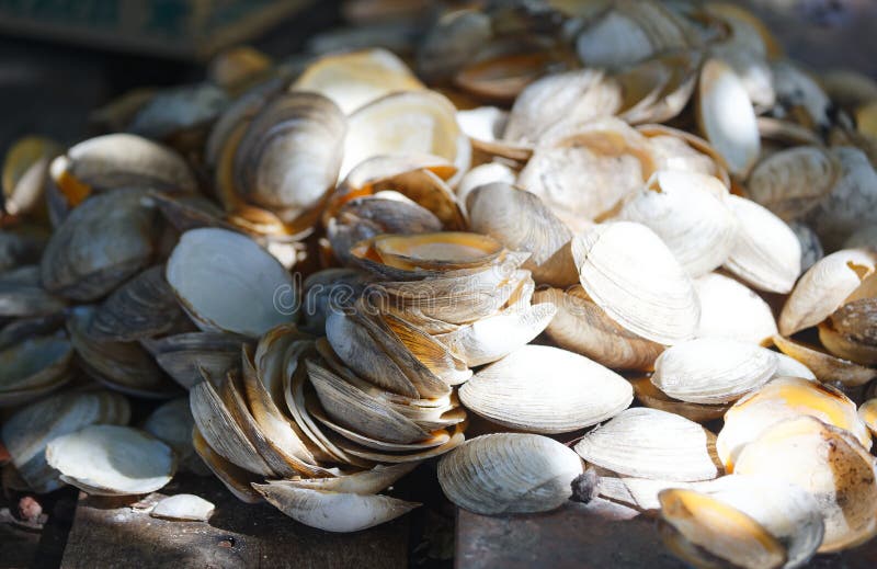 Close Up of a Pile of Empty Shells . Stock Image - Image of shellfish ...