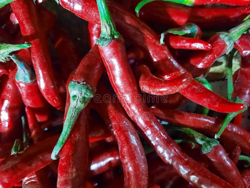 Close Up Pile of Fresh Red Chilies Ready To Be Processed Stock Image ...