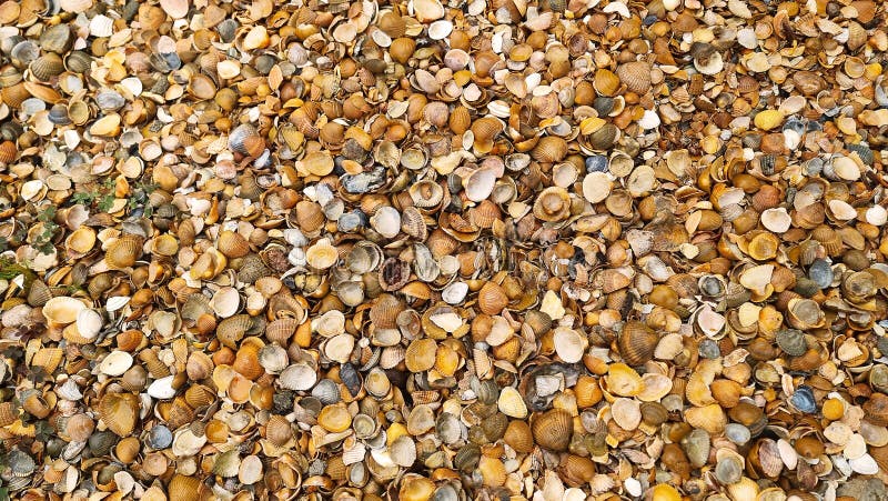 Close-up of a Pile of Mixed Seashells on a Beach. a Vibrant Close-up ...