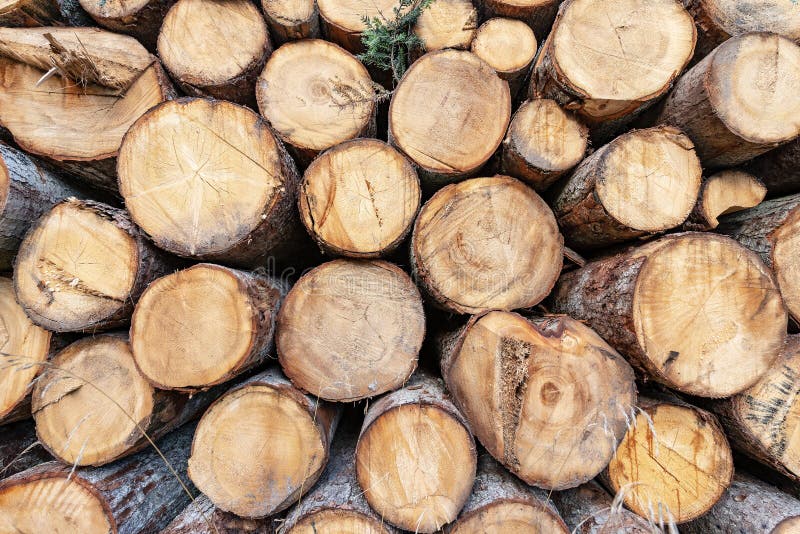 Close-up of a Pile of Pine Tree Trunks - Background Stock Photo - Image ...