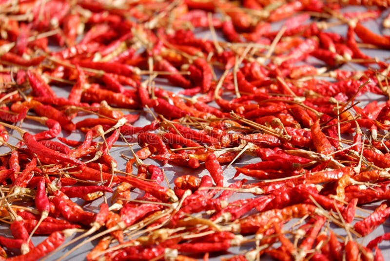 Close Up a Pile of Red Chilli on a Tray and Dry in a Sun,outdoor Space ...