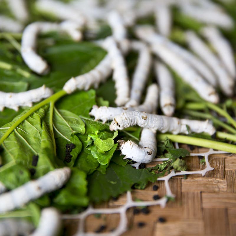 Close Up Silkworms Eating In Threshing Basket Stock Photo - Image of ...