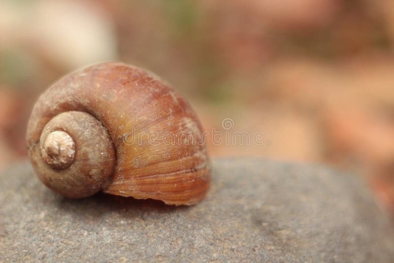 Close Up of Pile of Snail Shells. Snail Shell Stock Photo - Image of ...