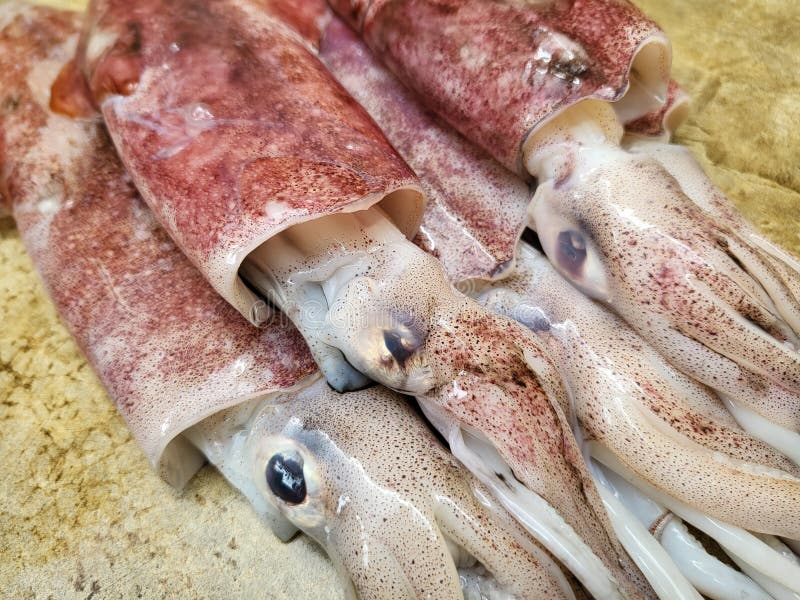 Close-up of a Pile of Squid on a Stone Table Stock Image - Image of ...