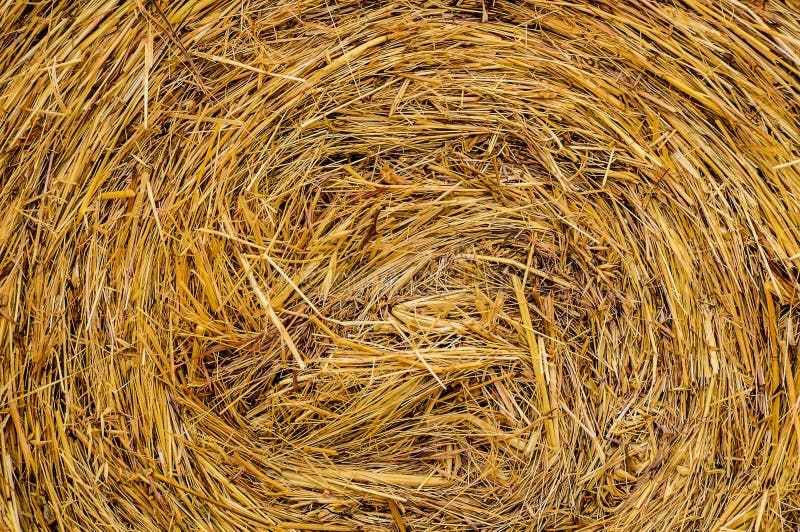 A Close Up of a Pile of Straw Stock Image - Image of yellow, straw ...