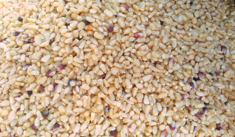 Yellow corn seed stock photo. Image of health, nature - 272201744