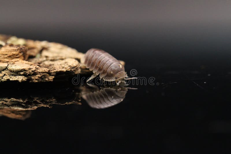 Isopods Woodlouse Pill Bugs Cubaris Sp White Side Pingin Pinguin ...