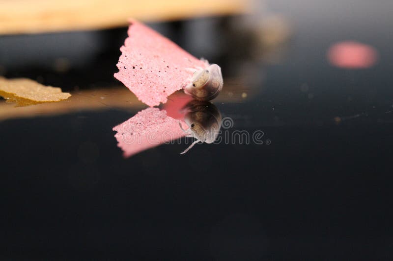 Isopods Woodlouse Pill Bugs Cubaris Sp White Side Pingin Pinguin ...