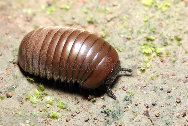 828 Pill Bug Stock Photos - Free & Royalty-Free Stock Photos from ...