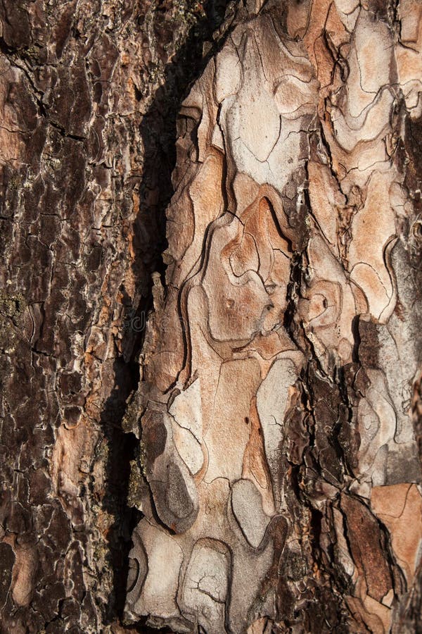 Pine bark stock photo. Image of surface, brown, plant - 111982728
