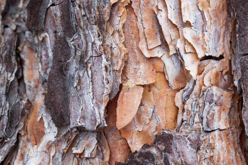 Pine bark stock image. Image of closeup, nature, textured - 111984239
