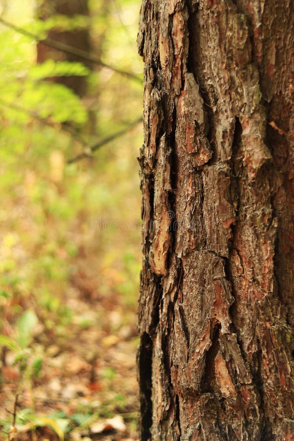 Close-up of Pine Bark in the Forest for a Natural Background Stock ...