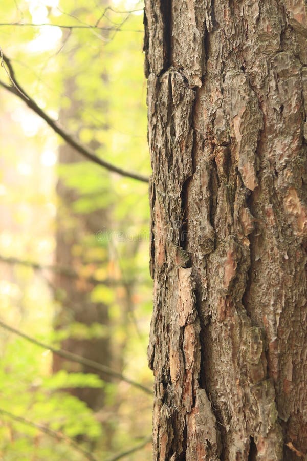 Close-up of Pine Bark in the Forest for a Natural Background Stock ...