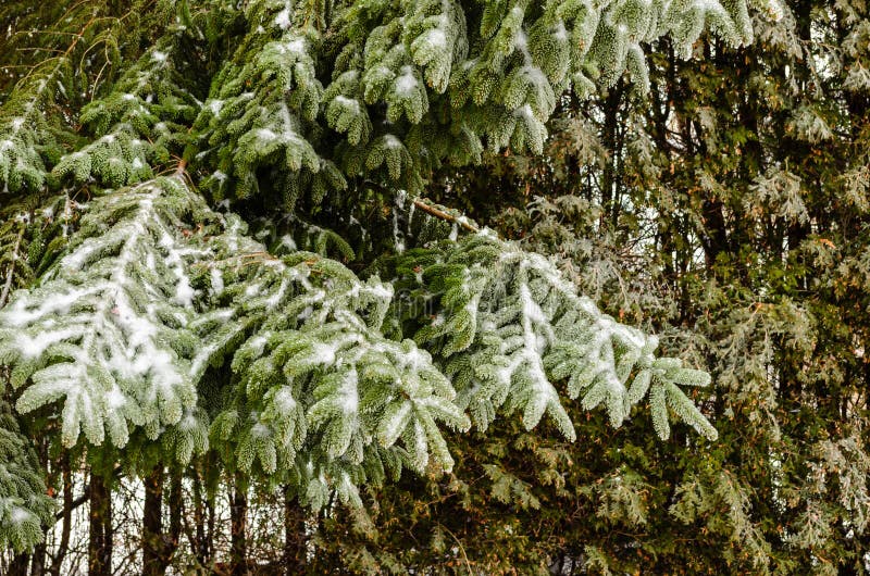 Close-up of Pine and Cedar Branches Covered in Ice from Freezing Rain ...