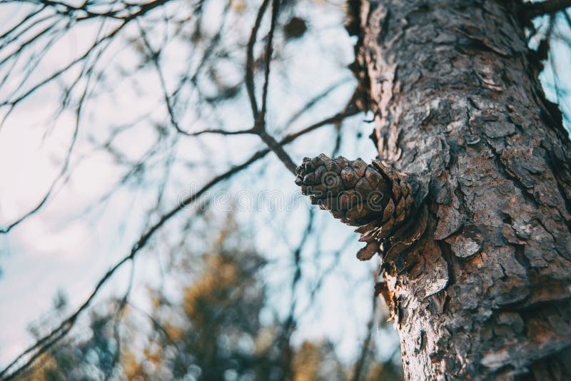 Close-up of a Pine Cone in the Bark of the Trunk Stock Photo - Image of ...