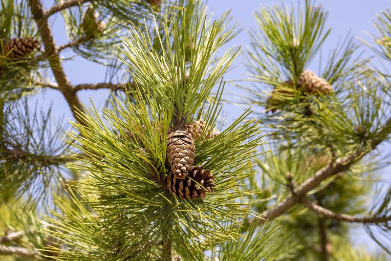 Close Up of Pine Cone in Nature Stock Image - Image of forest, cones ...