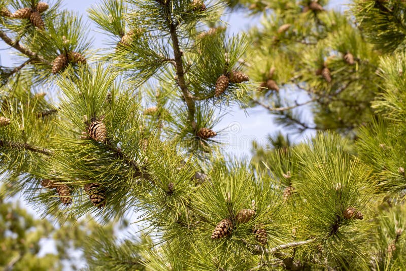 Close Up of Pine Cone in Nature Stock Image - Image of decoration ...