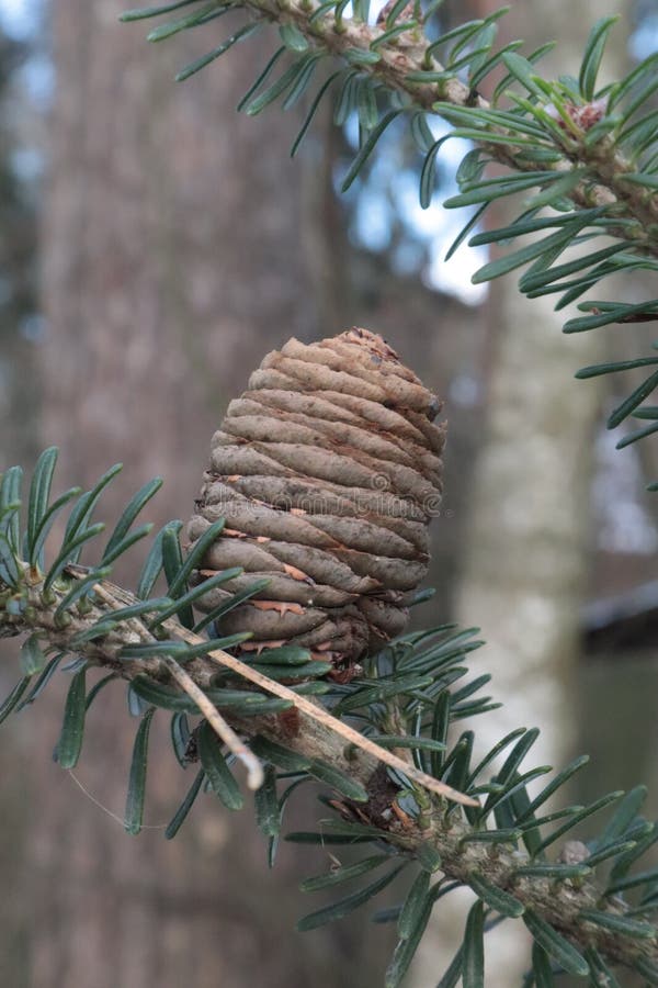 Close-up of Fir Cone on Tree Branch Stock Image - Image of tree, spruce ...