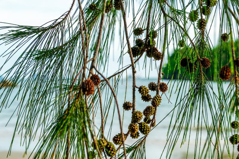 Close Up of Pine Cones on Branch of Pine Tree. Close Up and Low Angle ...