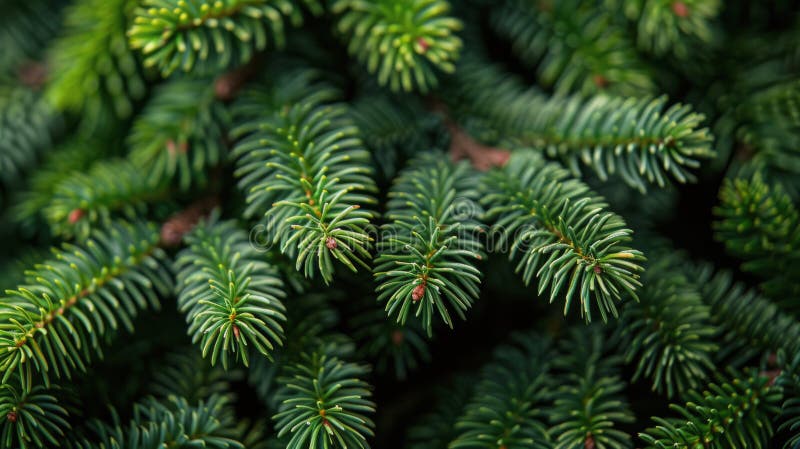Close-Up of Pine Cones stock photo. Image of cluster - 329991360
