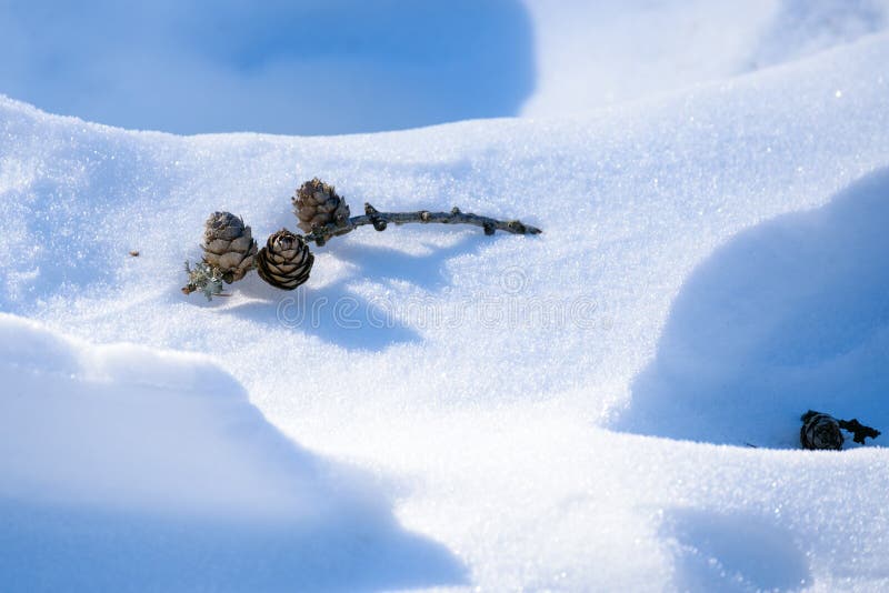 Close Up of Pine Cones on a Fresh Snow Stock Image - Image of lying ...