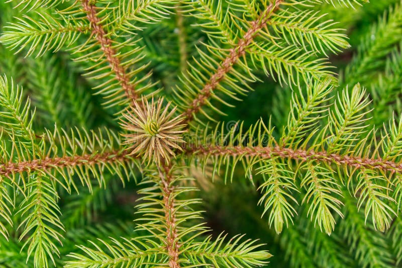 Close Up of Pine Leaves Pattern Stock Image - Image of decor, leaf ...