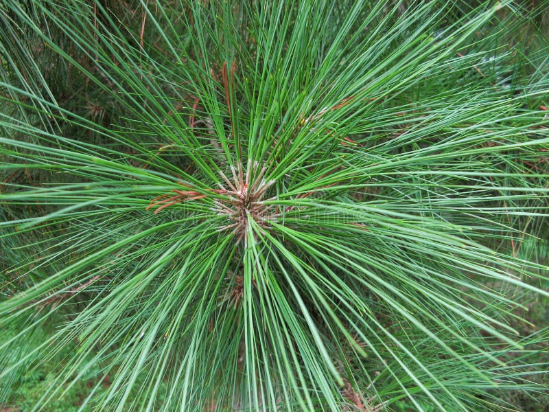 Close Up of Pine Needle Leaf. Stock Photo - Image of environment, iran ...