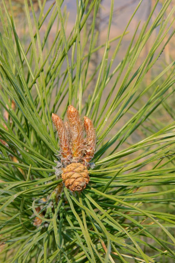 Pine sprout stock image. Image of leaf, needle, plant - 273954611