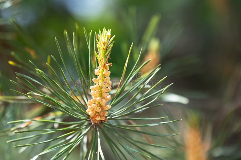 Close Up of a Pine Sprout with Pollen on a Spring Day. Green Pine Tree ...