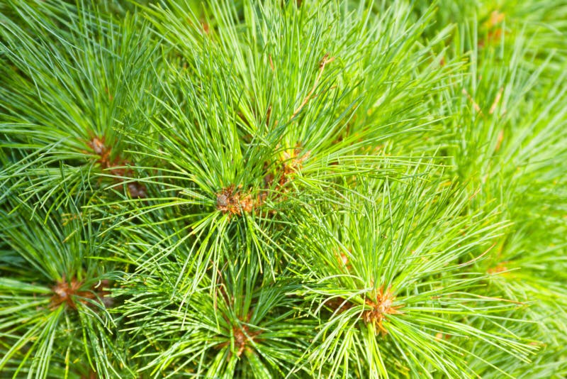 Close-up of a pine tree. stock image. Image of pattern - 20867475