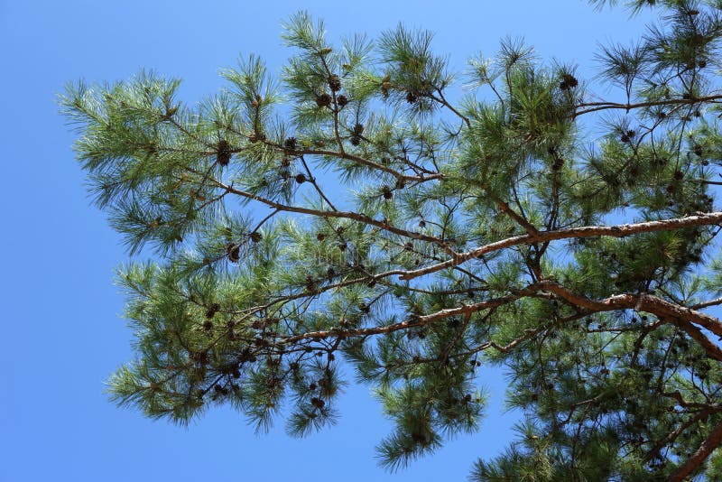 Close up pine tree stock photo. Image of background, seasonal - 67820936
