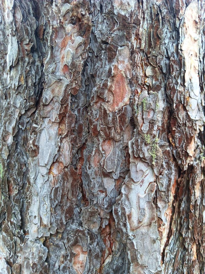 Background Nature. Nature Texture. Pine Tree Bark. Stock Photo - Image ...