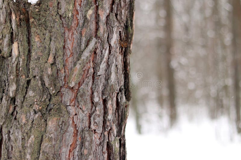 Close-up of Pine Tree Bark, Tree in Forest in Winter Stock Image ...