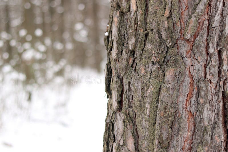 Close-up of Pine Tree Bark, Tree in Forest in Winter Stock Photo ...