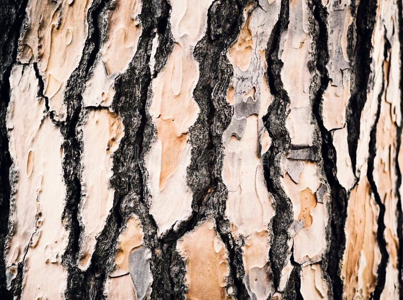 Close up of pine tree bark stock image. Image of cracks - 64171625