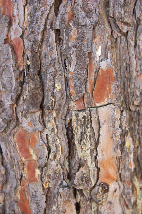 Weathered Pine Wood Pallets Stacked in the Field Stock Image - Image of ...
