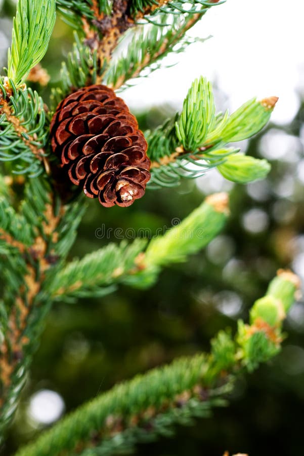 Close-up of a pine tree stock photo. Image of evergreen - 135493304