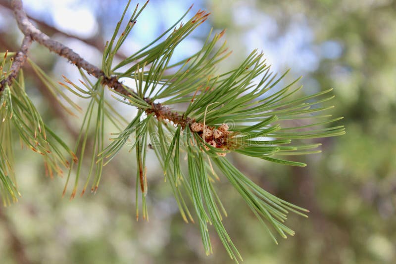 Close Up of a Pine Tree Branch Stock Image - Image of texture, tree ...